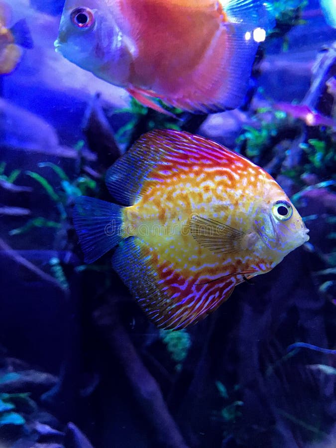 Aquarium Fish on a Blue Water Stock Photo - Image of seaweed, colour ...