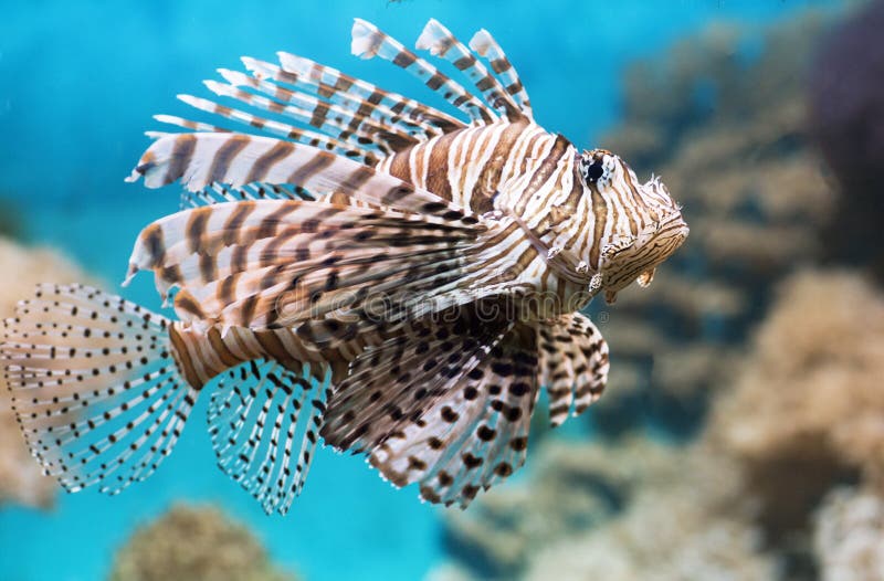 Fish Swims in the Aquarium, Zebra Winged. Stock Photo - Image of ...