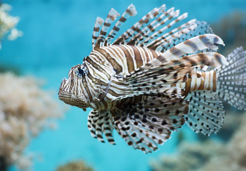 Fish Swims in the Aquarium, Zebra Winged. Stock Image - Image of water ...