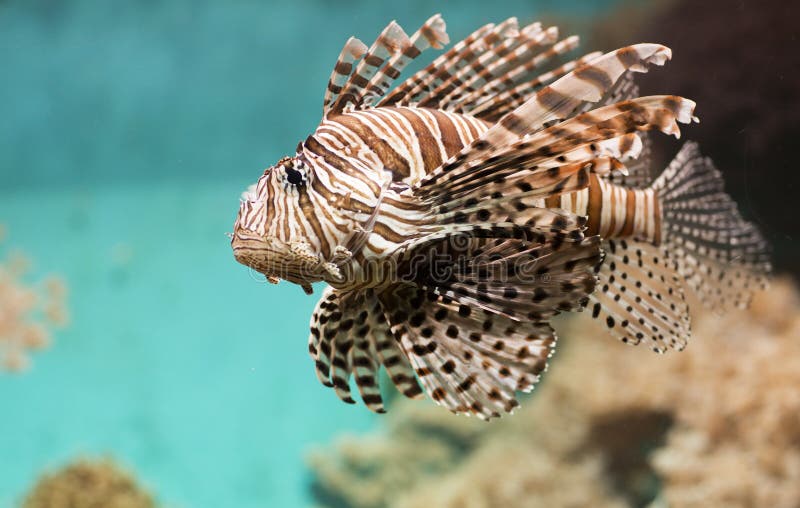 Fish Swims in the Aquarium, Zebra Winged. Stock Photo - Image of fish ...