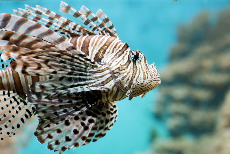 Fish Swims in the Aquarium, Zebra Winged. Stock Image - Image of celled ...