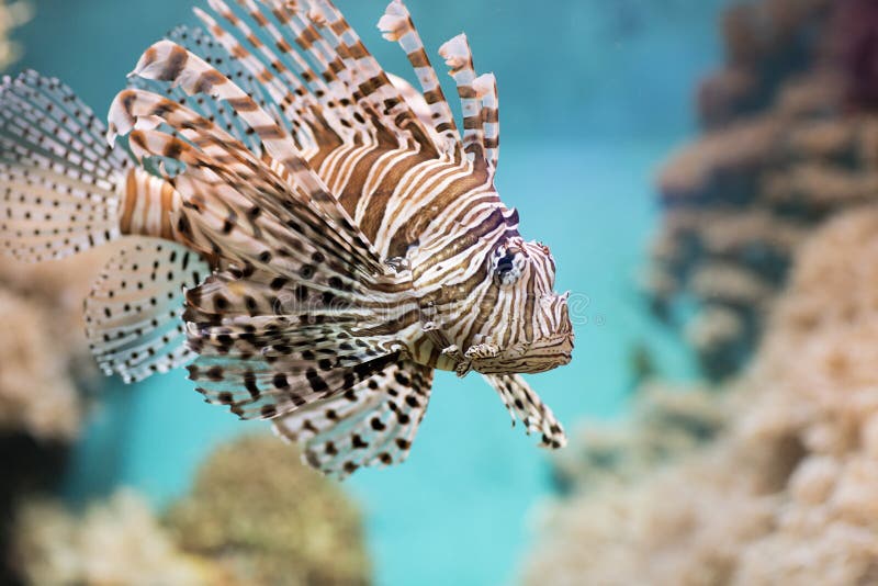 Fish Swims in the Aquarium, Zebra Winged. Stock Image - Image of single ...