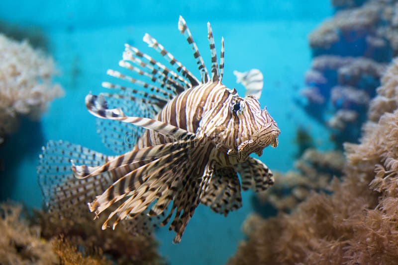 Fish Swims in the Aquarium, Zebra Winged. Stock Photo - Image of winged ...