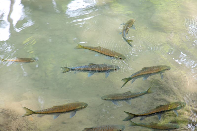 The Fish Swims in Clear Mountain Water Stock Photo - Image of scenery ...
