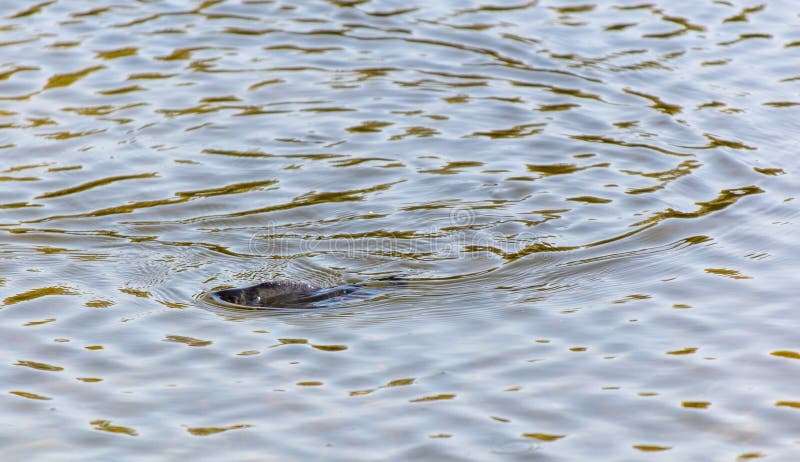 A Fish Swims on the Surface of the Water Stock Photo - Image of animal ...