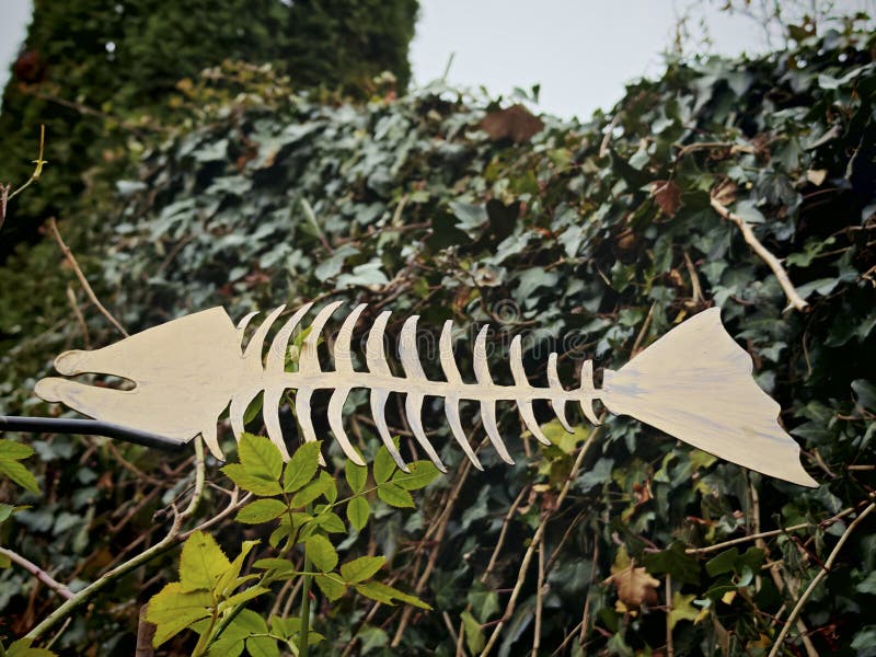 Fish Symbol, Aquatic Animal from the Water Stock Image - Image of world ...