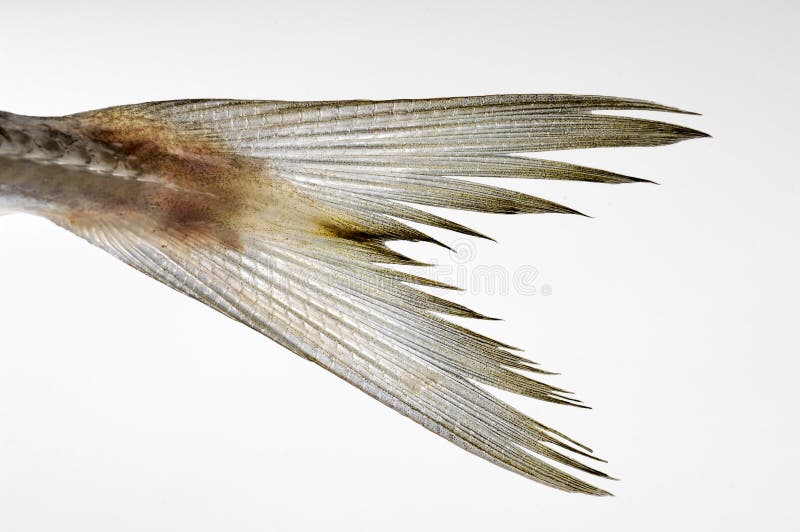 Fish tail,carp stock photo. Image of fish, food, scaleless - 6721452