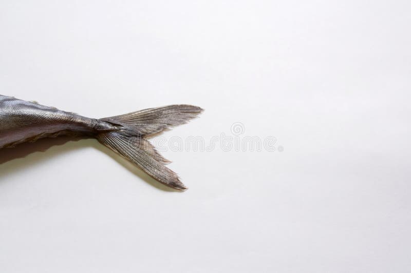 Fish tail stock photo. Image of appetizing, sushi, plate - 4231660