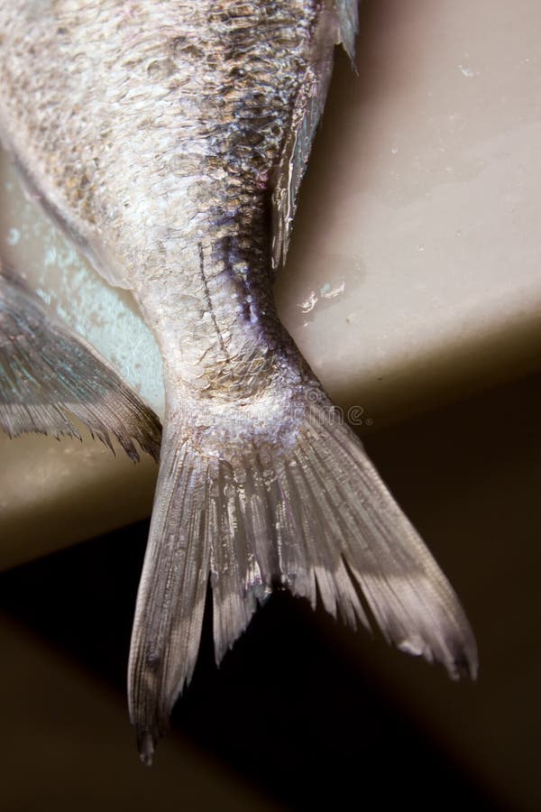 Fish tail stock image. Image of animal, market, freshness - 4504353
