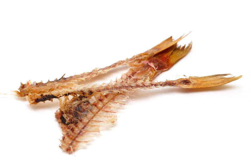 Fish tail stock image. Image of picking, tails, leftovers - 8186313