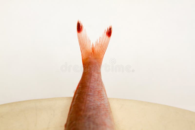 Fish Tail on Dish on White Background Stock Image - Image of closeup ...