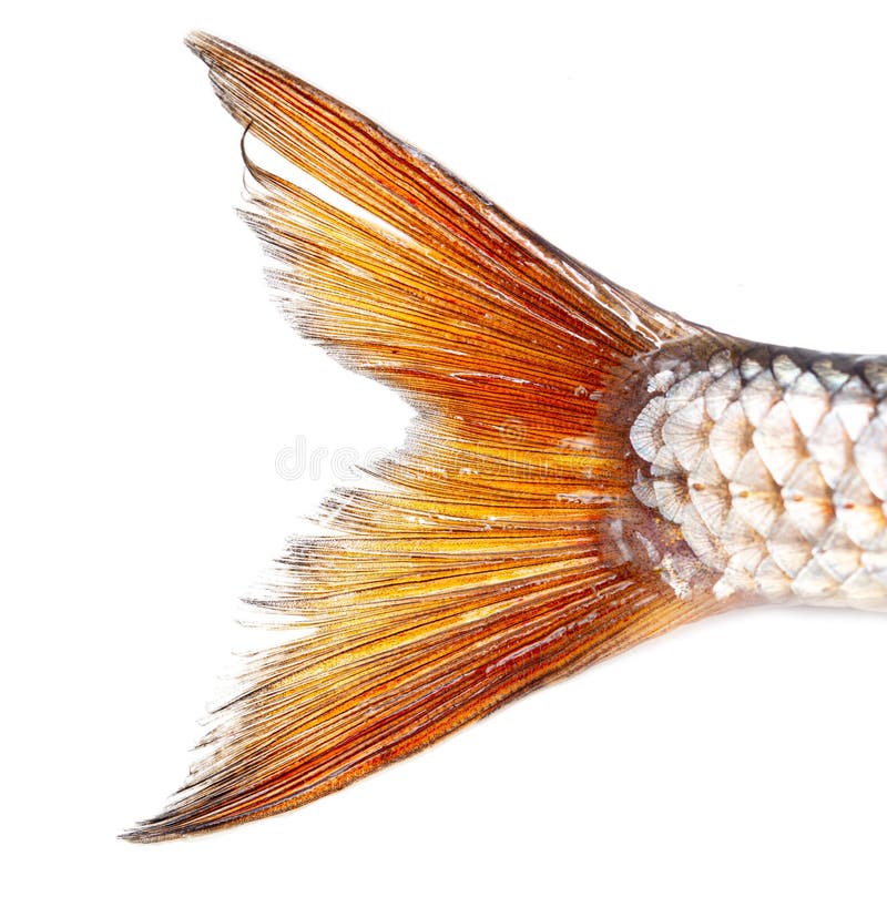 Striped Cat Tail on White Background Stock Photo - Image of animal ...