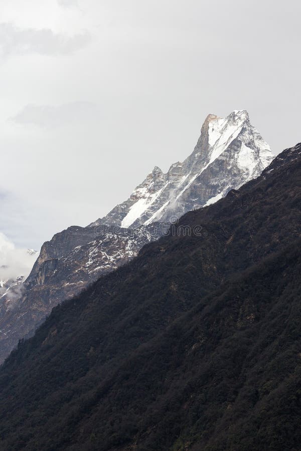 Fish Tail or Mt.Machhapuchhare in Annapurna Trekking Trail, Nepal Stock ...
