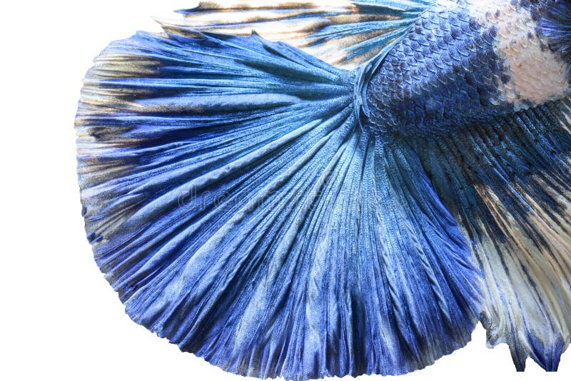 Fish Tail Pattern, Siamese Fighting Fish Blue, White Background Betta ...
