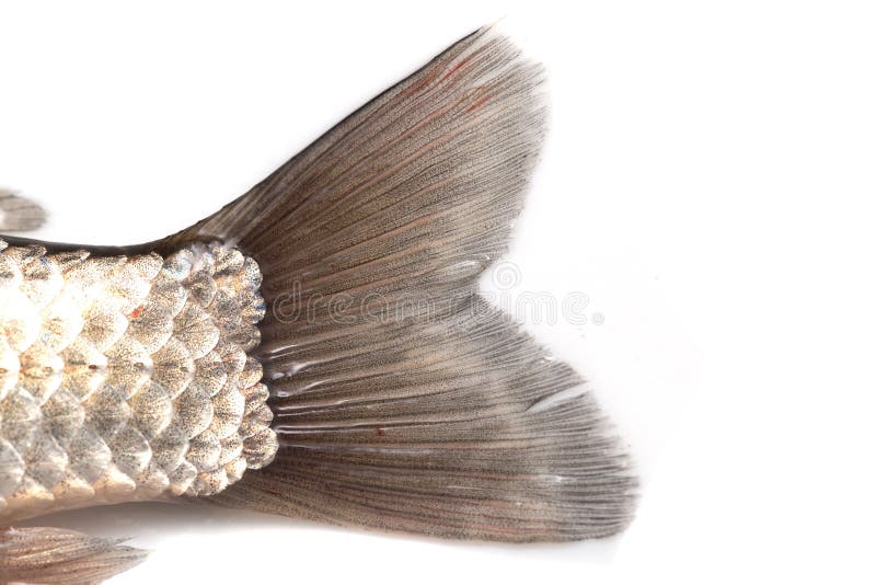 Fish Tail on a White Background. Macro Stock Photo - Image of marine ...