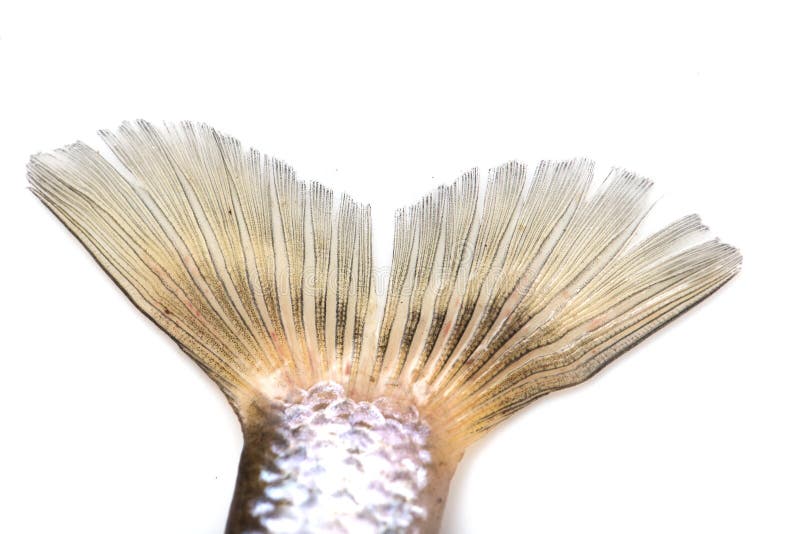 Fish Tail on a White Background. Macro Stock Photo - Image of marine ...