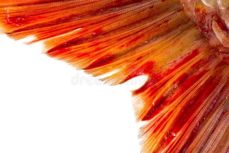 Fish Tail on a White Background Stock Image - Image of cute, white ...