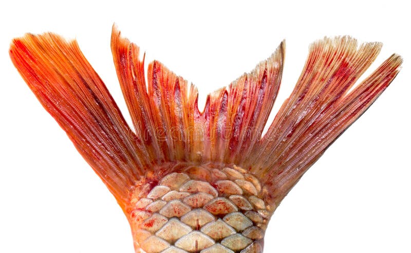 Fish Tail on a White Background Stock Photo - Image of water, goldfish ...