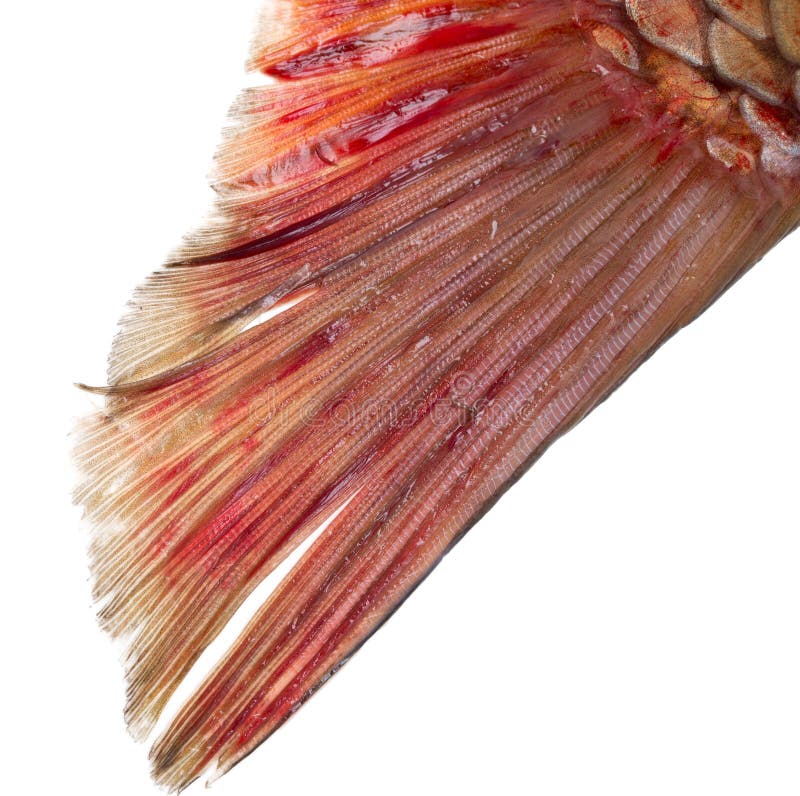 Fish Tail on a White Background Stock Image - Image of isolated, macro ...