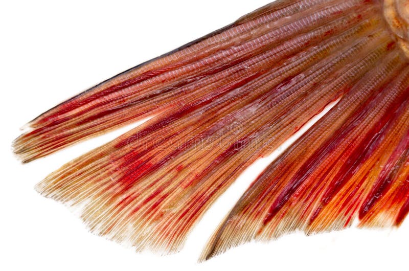 Fish Tail on a White Background Stock Image - Image of isolated, macro ...