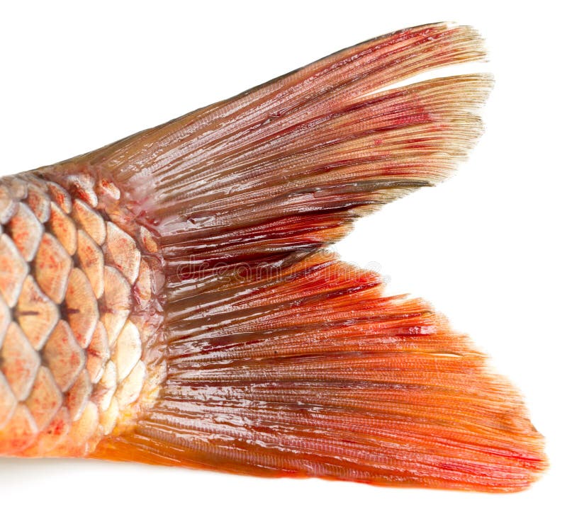 Fish Tail Isolated on a White Background Stock Photo - Image of yellow ...
