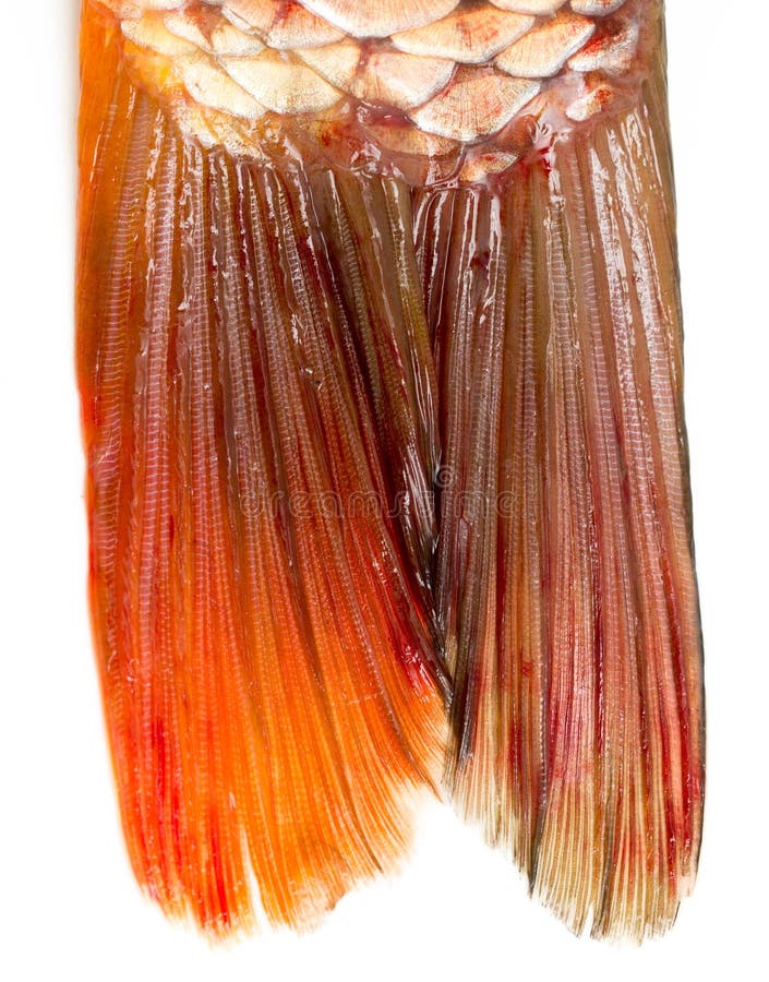 Fish Tail on a White Background Stock Photo - Image of water, goldfish ...