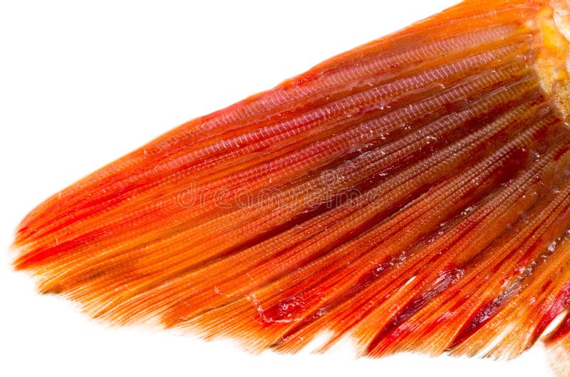 Fish Tail on a White Background Stock Image - Image of isolated, macro ...
