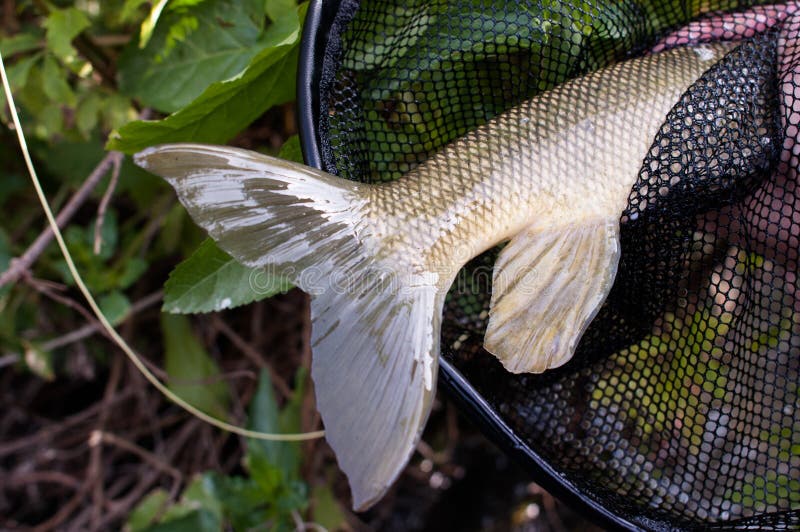 Fish tail stock photo. Image of fishing, green, black - 91472244