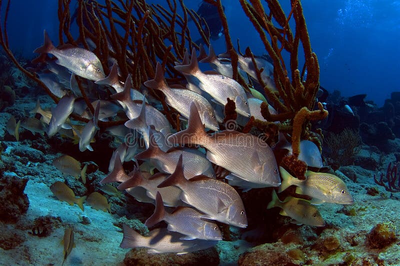 Fish Tails stock photo. Image of sand, underwater, tropical - 25351294