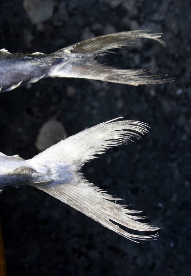 Fish tails stock image. Image of dinner, delicious, fresh - 437101