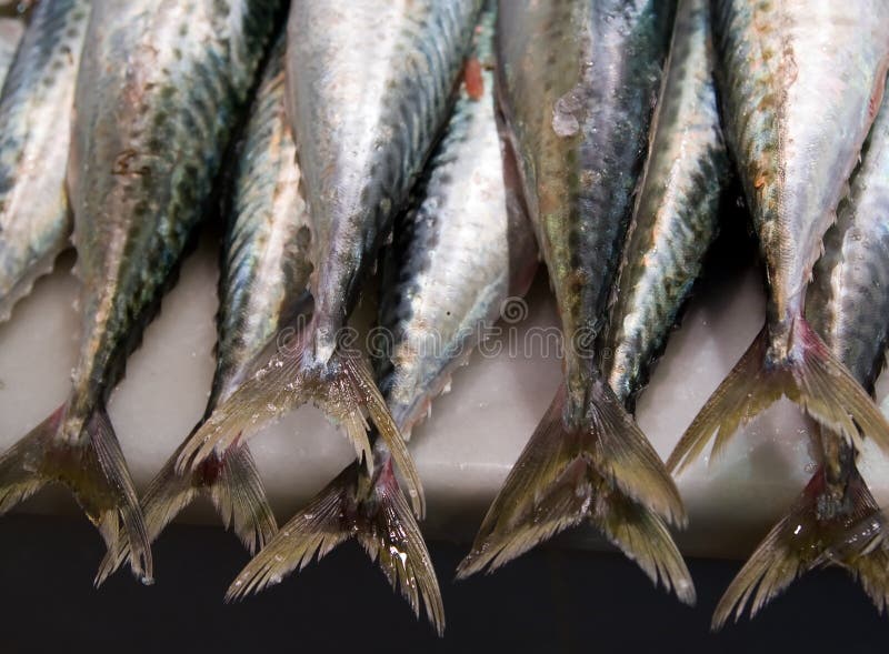 Fish Tails stock image. Image of espada, ocean, cutlassfish - 36596115