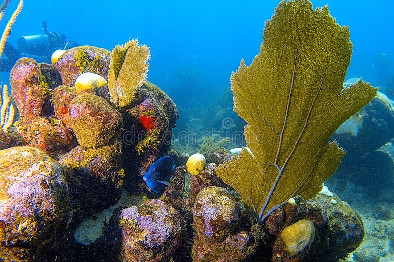 Fish Take Advantage of Roatan S Clear Reefs Stock Image - Image of ...