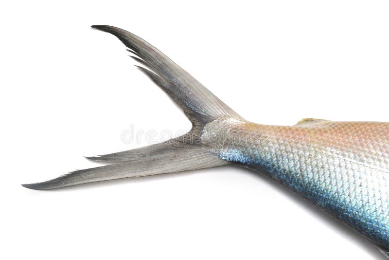 Fish tale stock photo. Image of white, tale, detail, mermaid - 40259708