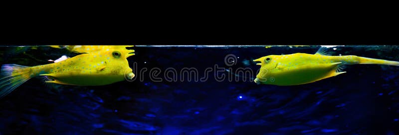 Fish talk stock photo. Image of ocean, coral, fight, relations - 31101990