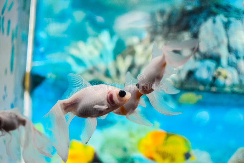 Fish talks stock photo. Image of talks, aquarium, couple - 99208608