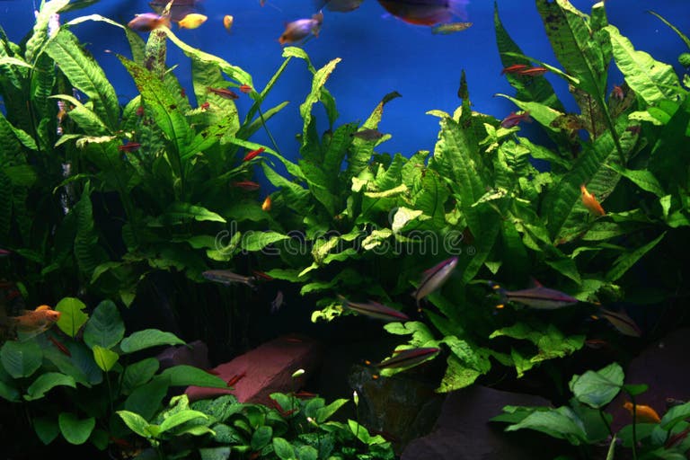 Fish tank stock image. Image of reeds, water, fish, blue - 4773183