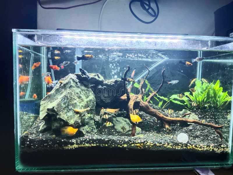 Fish Tank Aquascape Hardscape Water Stock Photo - Image of tank ...