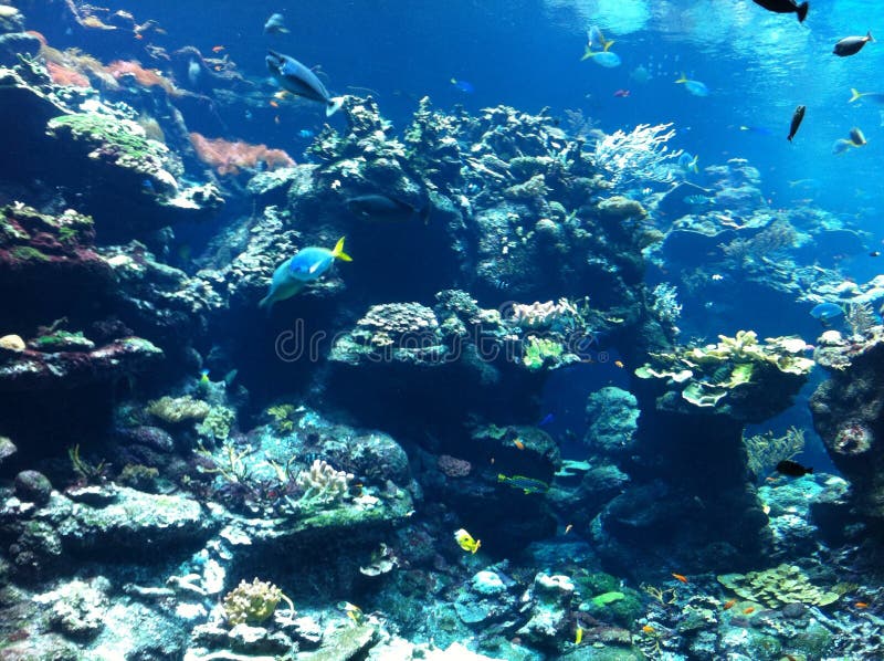 Fish tank stock photo. Image of academy, science, california - 43336210