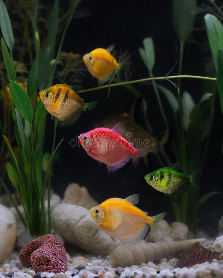 Fish Tank Filled with Colorful Fish and Lush Plants Stock Photo - Image ...