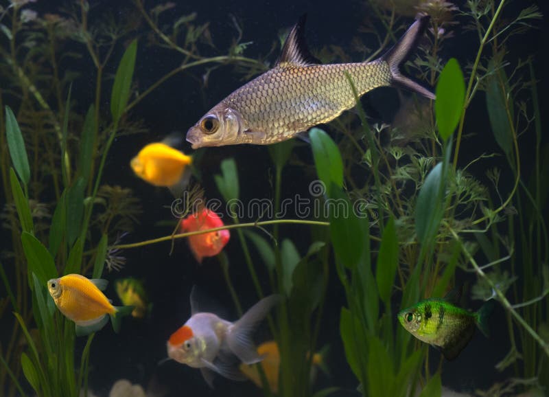 Fish Tank Filled with Colorful Fish and Lush Plants Stock Photo - Image ...
