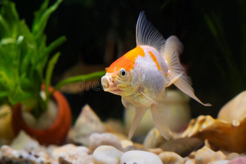 Fish Tank Filled with Colorful Fish and Lush Plants Stock Image - Image ...