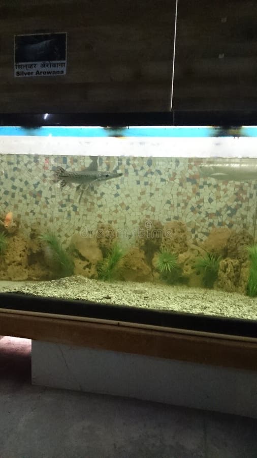 Fish Tank editorial stock photo. Image of fish, tank - 88194808