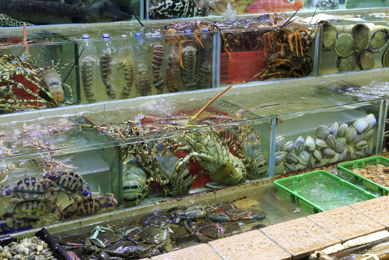 Fish Tank of Seafood Restaurant Stock Photo - Image of objects, eating ...