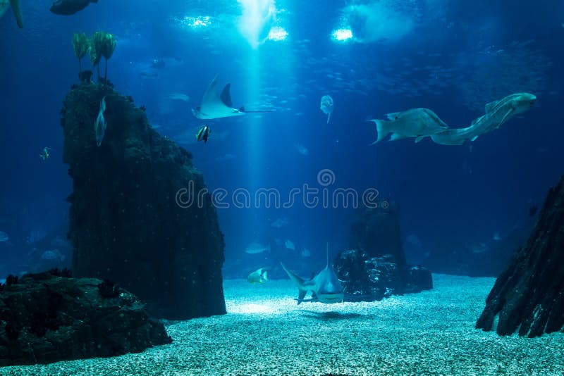 Fish Tank with Several Species with Emphasis on Shark Stock Image ...