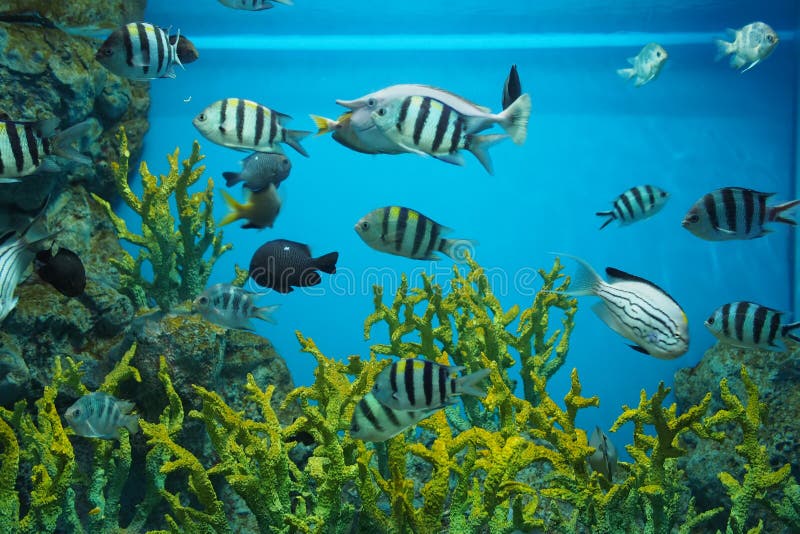 Fish Tank Fish stock photo. Image of eyes, plants, light - 156716