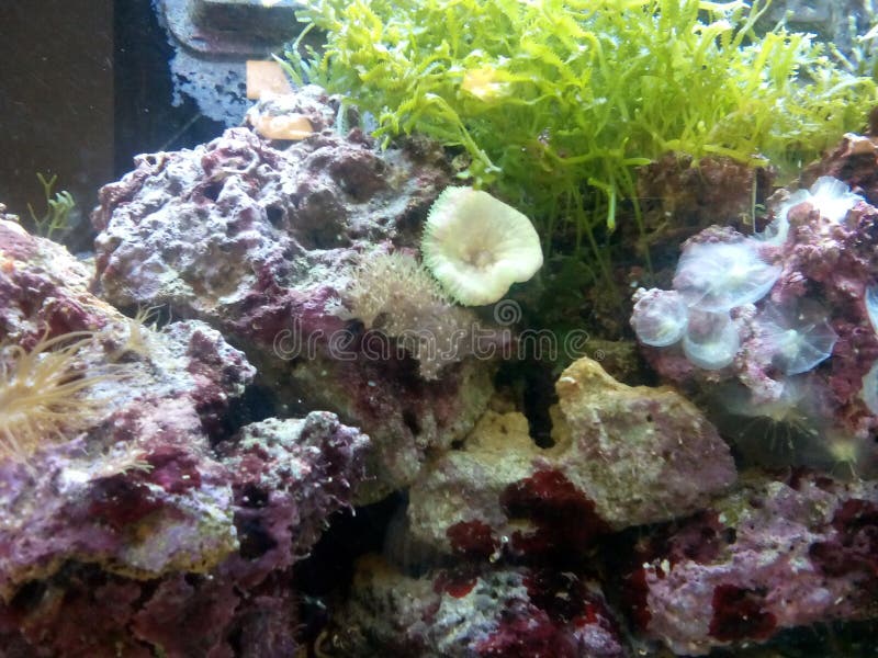 Fish Tank with Water Organisms Stock Image - Image of organisms, rocks ...
