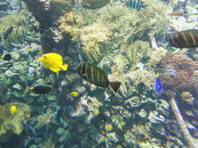 Fish in Tank in Zoo Antwerp Editorial Photo - Image of fish, aquarium ...