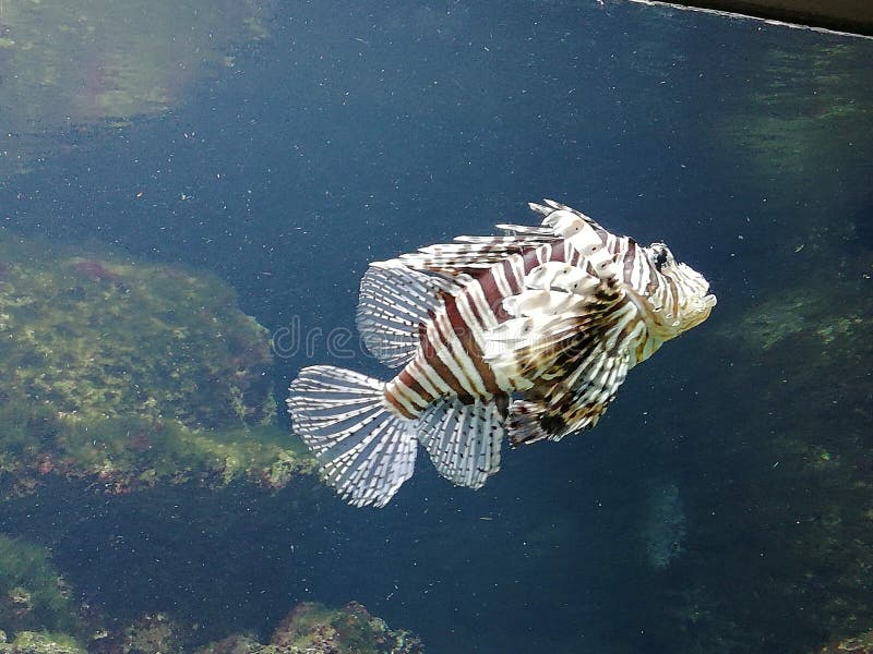 Fish in Tank in Zoo Antwerp Editorial Photo - Image of fish, aquarium ...