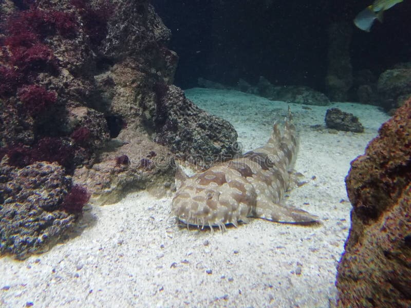Fish in Tank in Zoo Antwerp Editorial Photo - Image of fish, aquarium ...