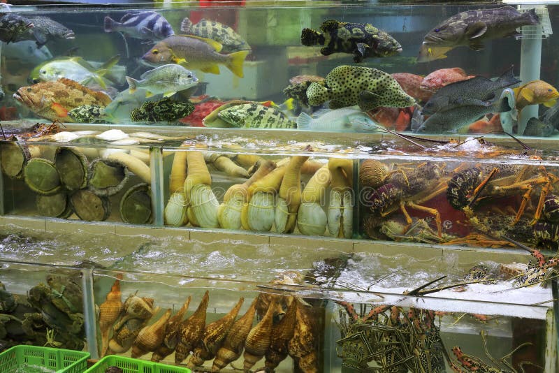 Seafood market fish tank stock image. Image of fresh - 33183227